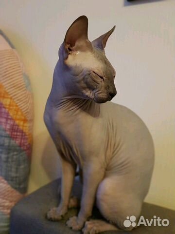 Донской сфинкс Персик