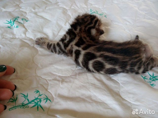 Клубные бенгальские котята