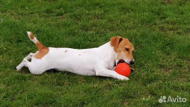 Щенок джек рассел терьера