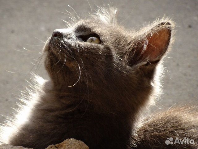Серенький красавчик для хороших людей