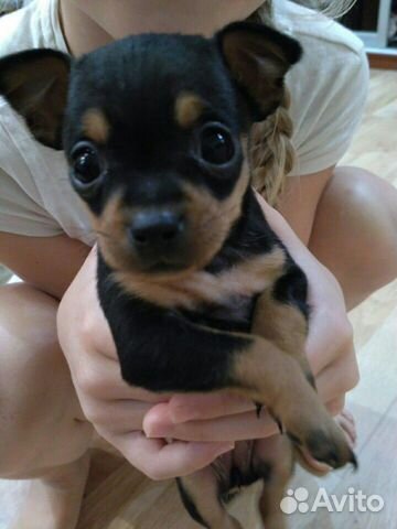 Той-терьер мини