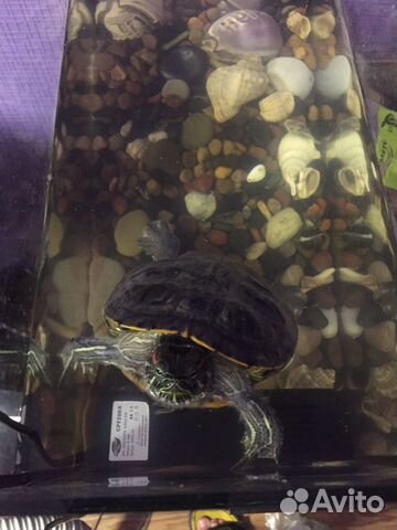 Черепаха
