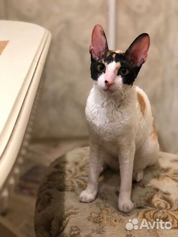 Потерялась кошка