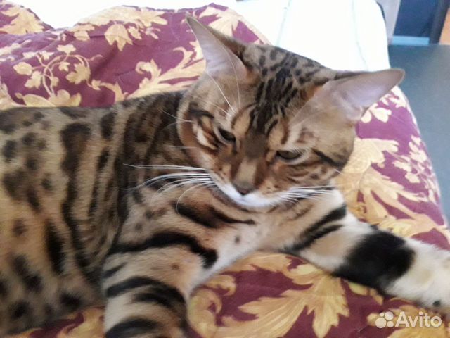 Кот бенгалец ждет невесту