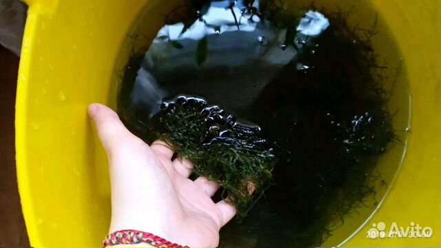 Яванский мох