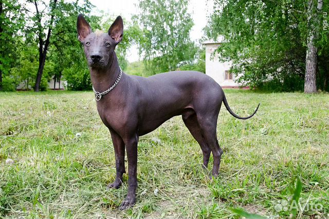 Щенки Ксолоицкуинтли