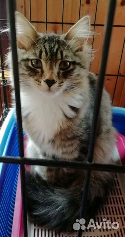 Котик в очень добрые руки