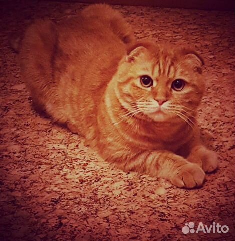 Кот
