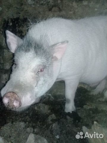 Вьетнамский вислобрюхий хряк