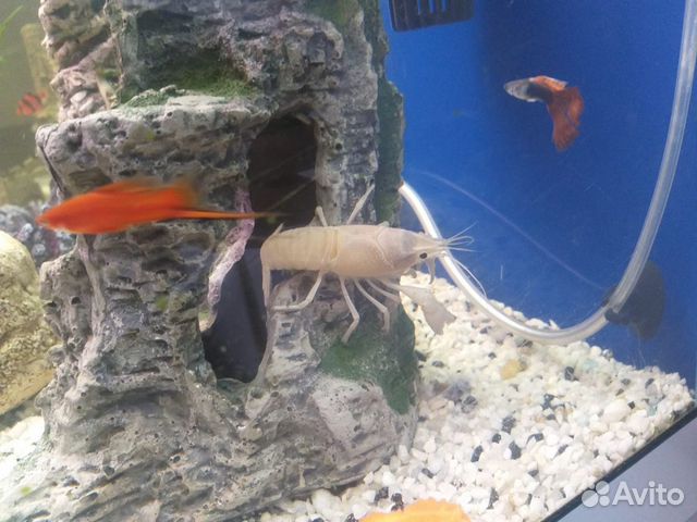 Белый флоридский рак