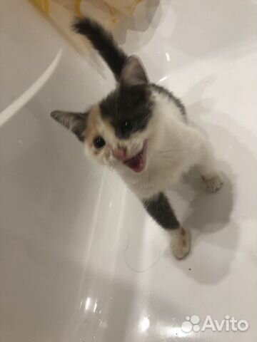 Котеночек
