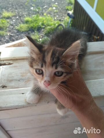 Котята ангоры