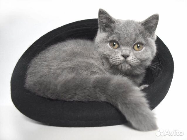 Британские котята девочки