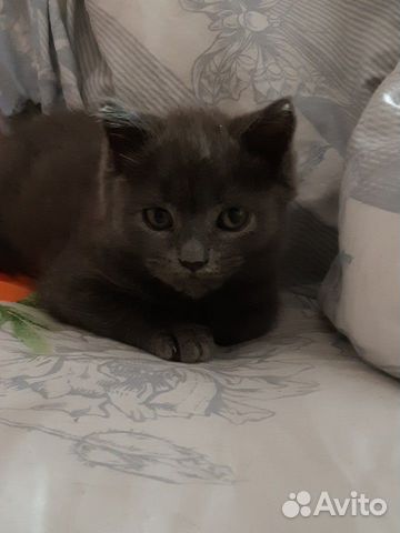 Отдам котенка