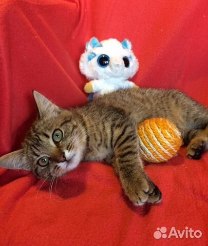 Котенок Люся 3,5 месяца в добрые руки