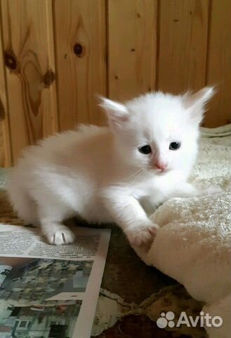 Шикарные котята