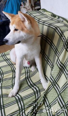 Кабель Акита Ину