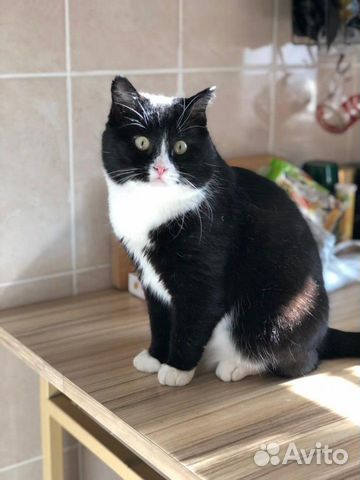 Пингвин отдам в добрые руки