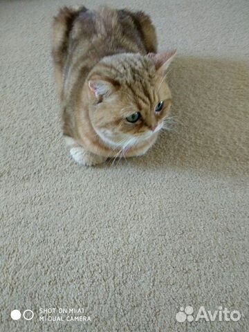 Кот британский