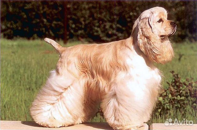 Американский Кокер Спаниель