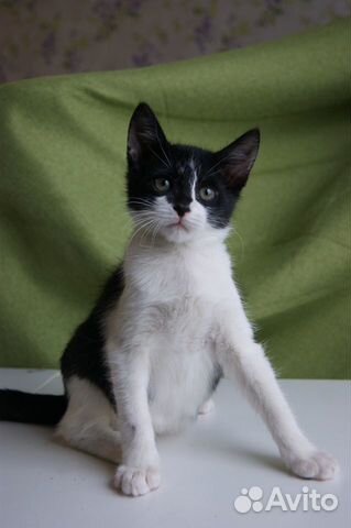 Красавец мальчик 2 мес в дар