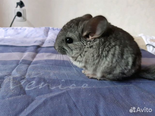 Шиншилёнок