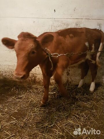 Телочка 5 месяцев