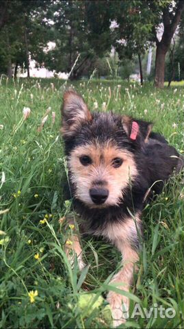 Лапушка ищет добрых хозяев Только в квартиру