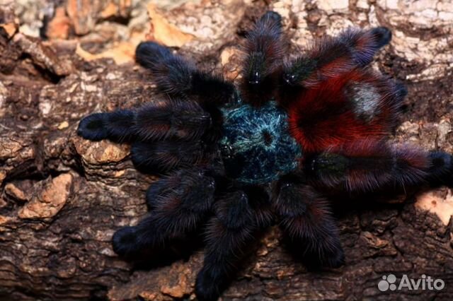 Пауки птицееды Avicularia(Caribena) versicolor
