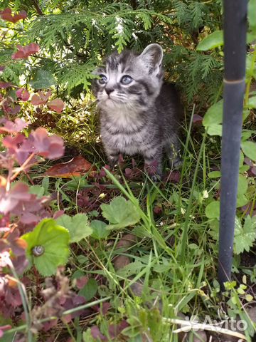 Британский котёнок