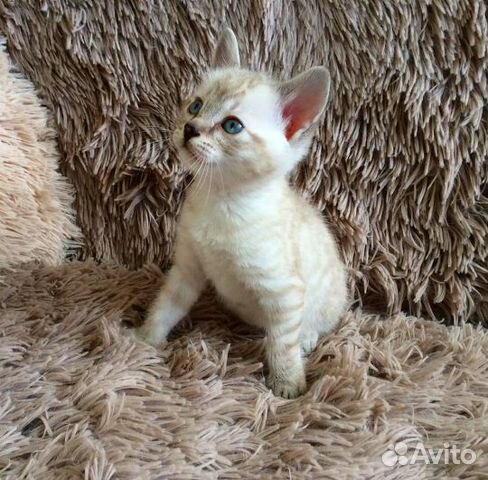 Бенгальская девочка