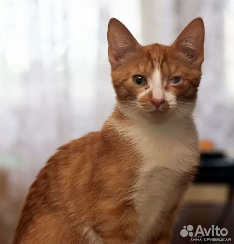 Котик 3,5 месяца,ласковый малыш