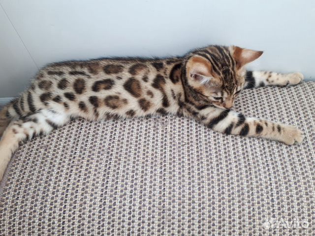 Бенгальские мальчуганы