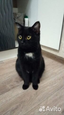 Кошечка Элли