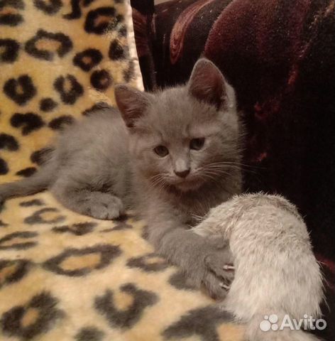 Чудесный котёнок Веня в добрые руки