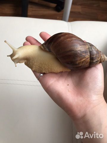 Улитка ахатина