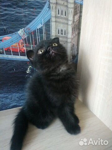 Шотландский вислоухий котёнок
