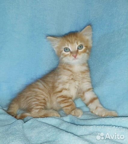 Котенок (мальчик. 1,5 месяца) в добрые руки