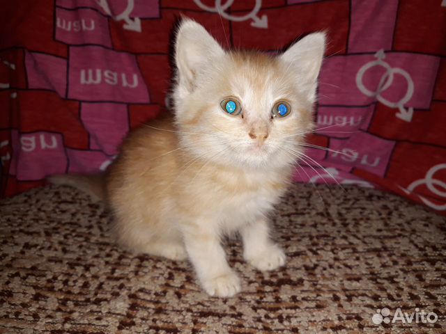 Отдам даром маленькую девочку