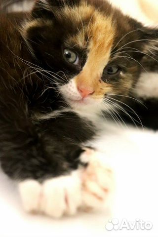 Котенок в добрые руки