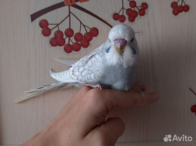 Волнистый попугай чех птенец