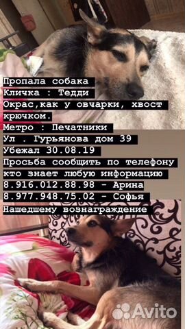 Пропала собака. Метро : Печатники ювао