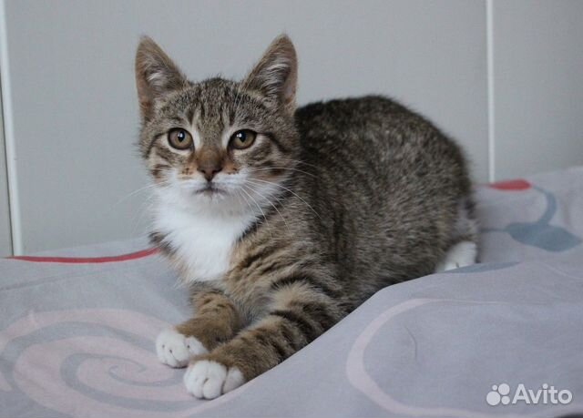 Котенок Мишка (4 месяца)