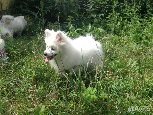 Щенок шпиц