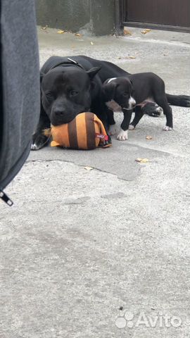 Щенок питбуль