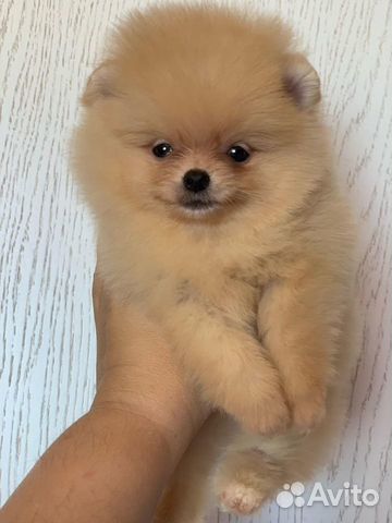 Шпиц девочка минюшка