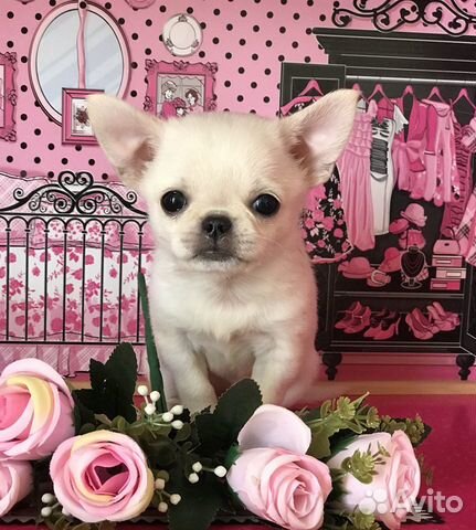 Мини малышка чихуахуа