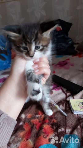 Котята