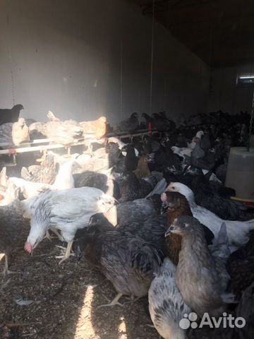 Куры- доминант