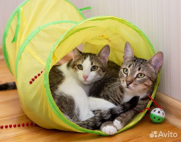 Шерстяные сыночки